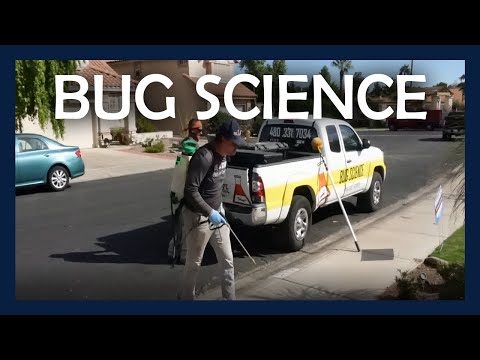 You Might Have a BUG PROBLEM, and May Not Know it Yet! I Around Town ...